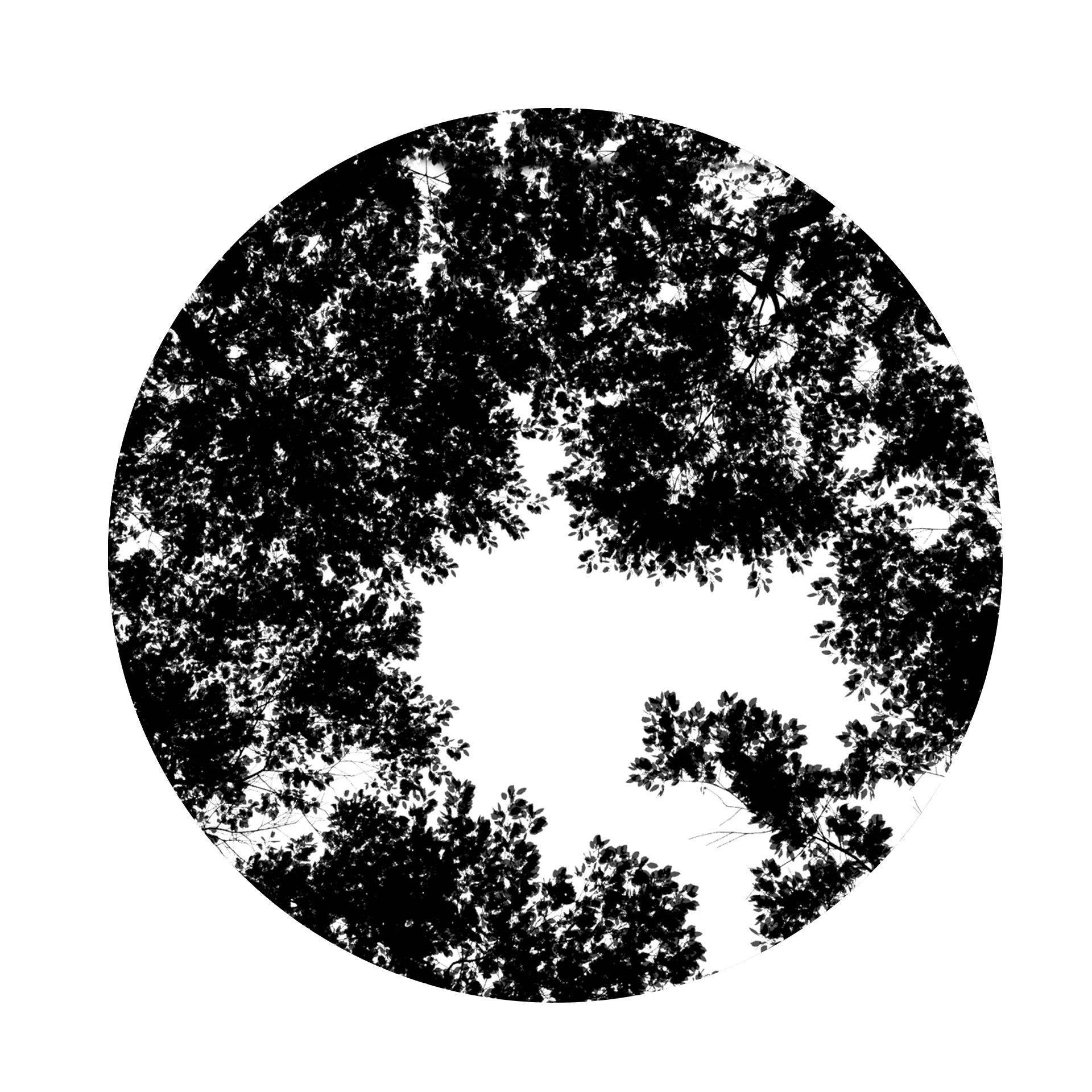 Gobo Tree Animated 03 • iMeshh - 3D Model for Blender 4.0+