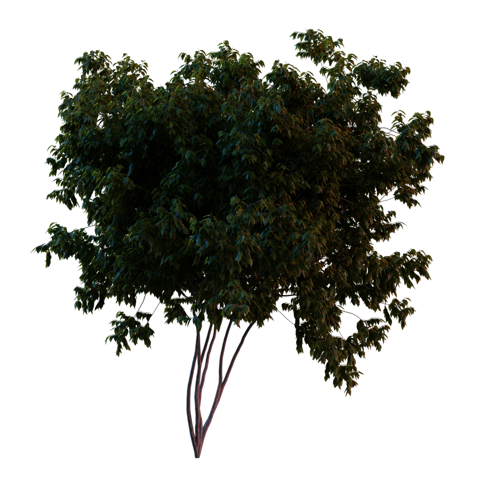 Generic Small Tree 01 • iMeshh - 3D Model for Blender 4.0+