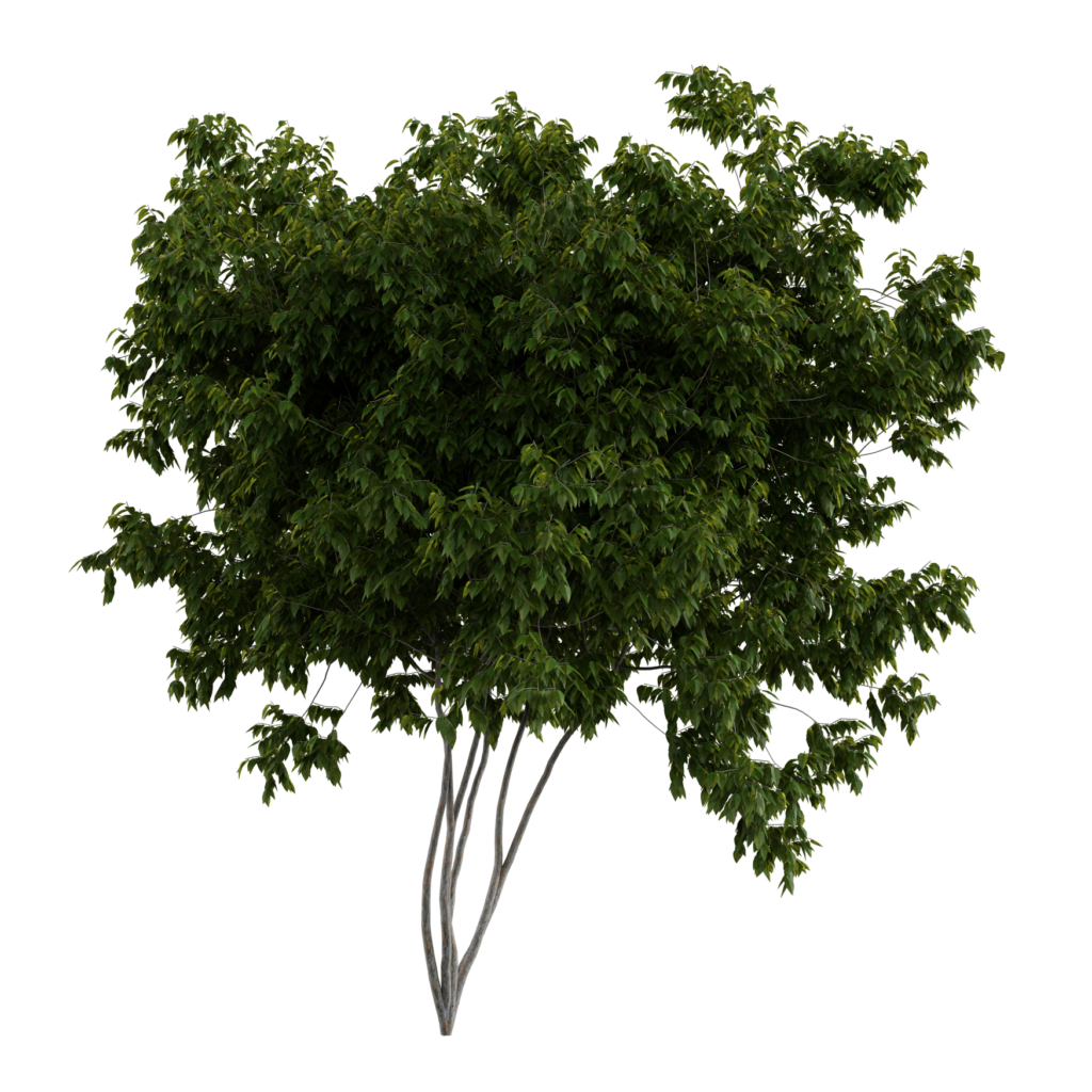 Generic Small Tree 01 • iMeshh - 3D Model for Blender 4.0+