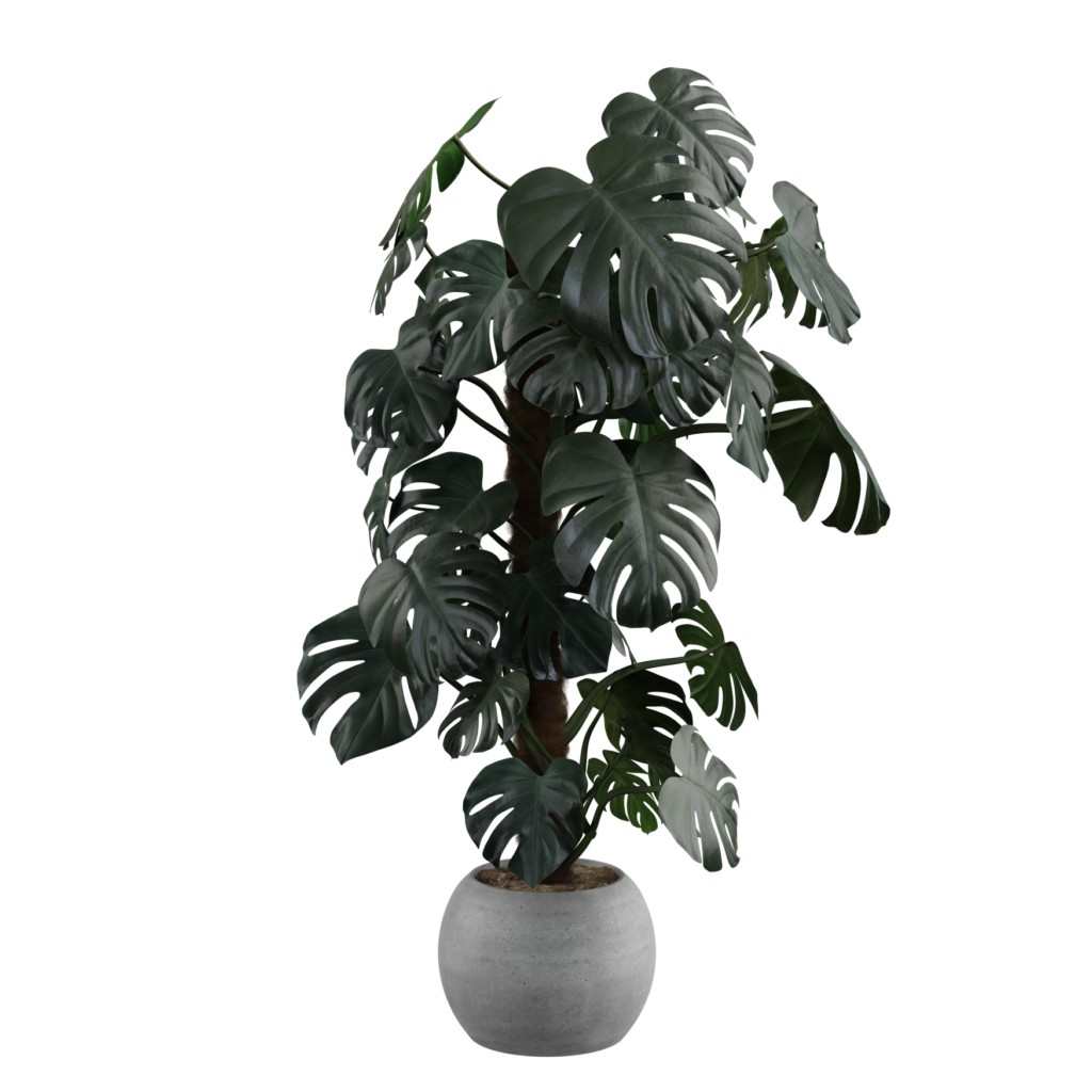 Monstera Floor Plant 01 • iMeshh - 3D Model for Blender 4.0+