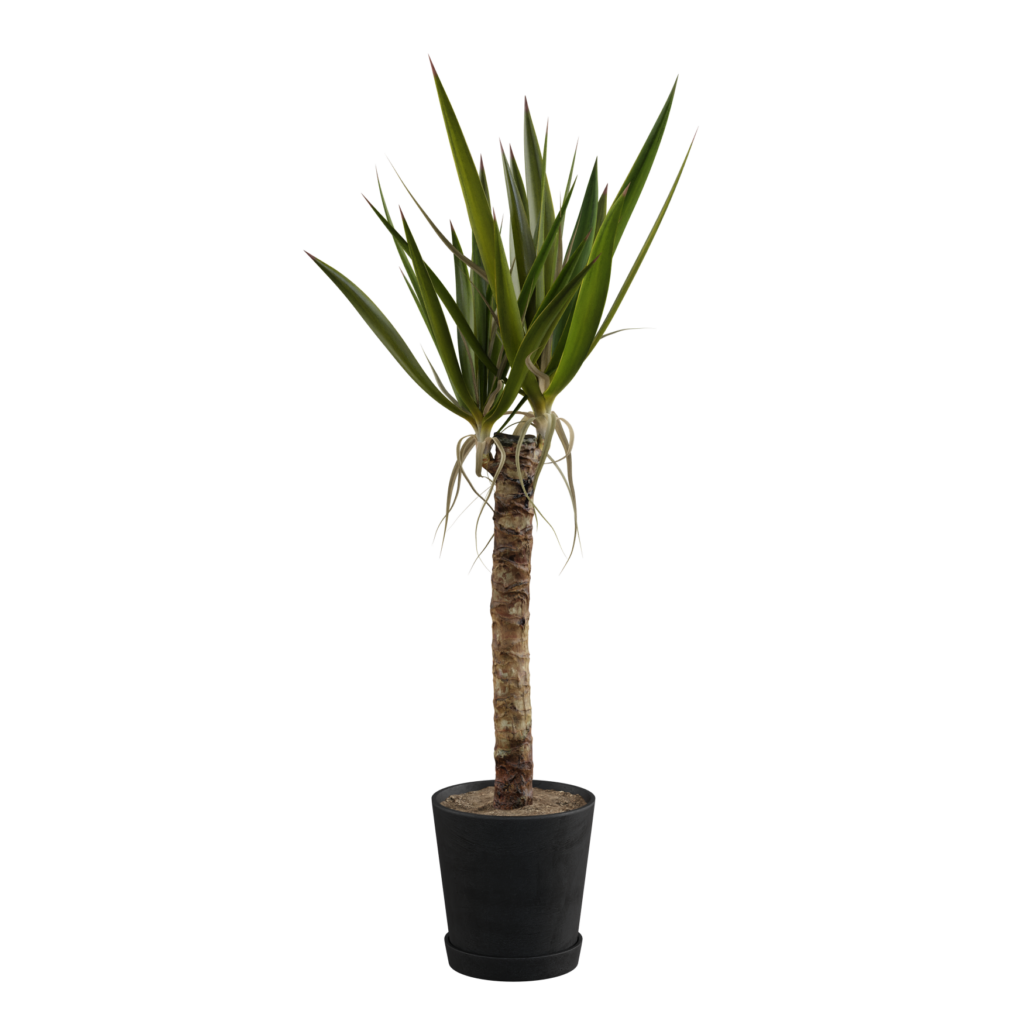 Yukka Floor Plant 02 • iMeshh - 3D Model for Blender 4.0+
