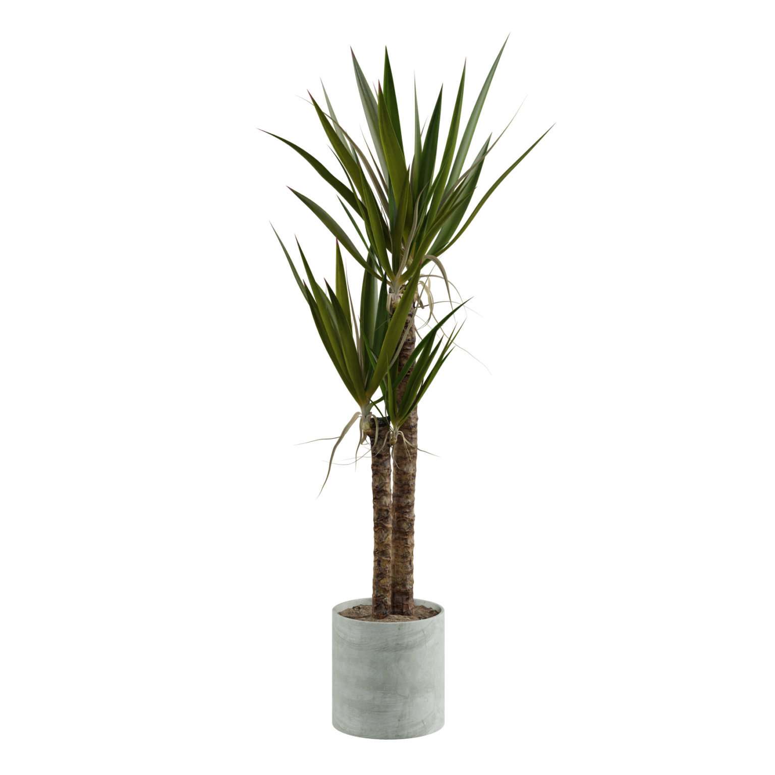 Yukka Floor Plant 04 • iMeshh - 3D Model for Blender 4.0+