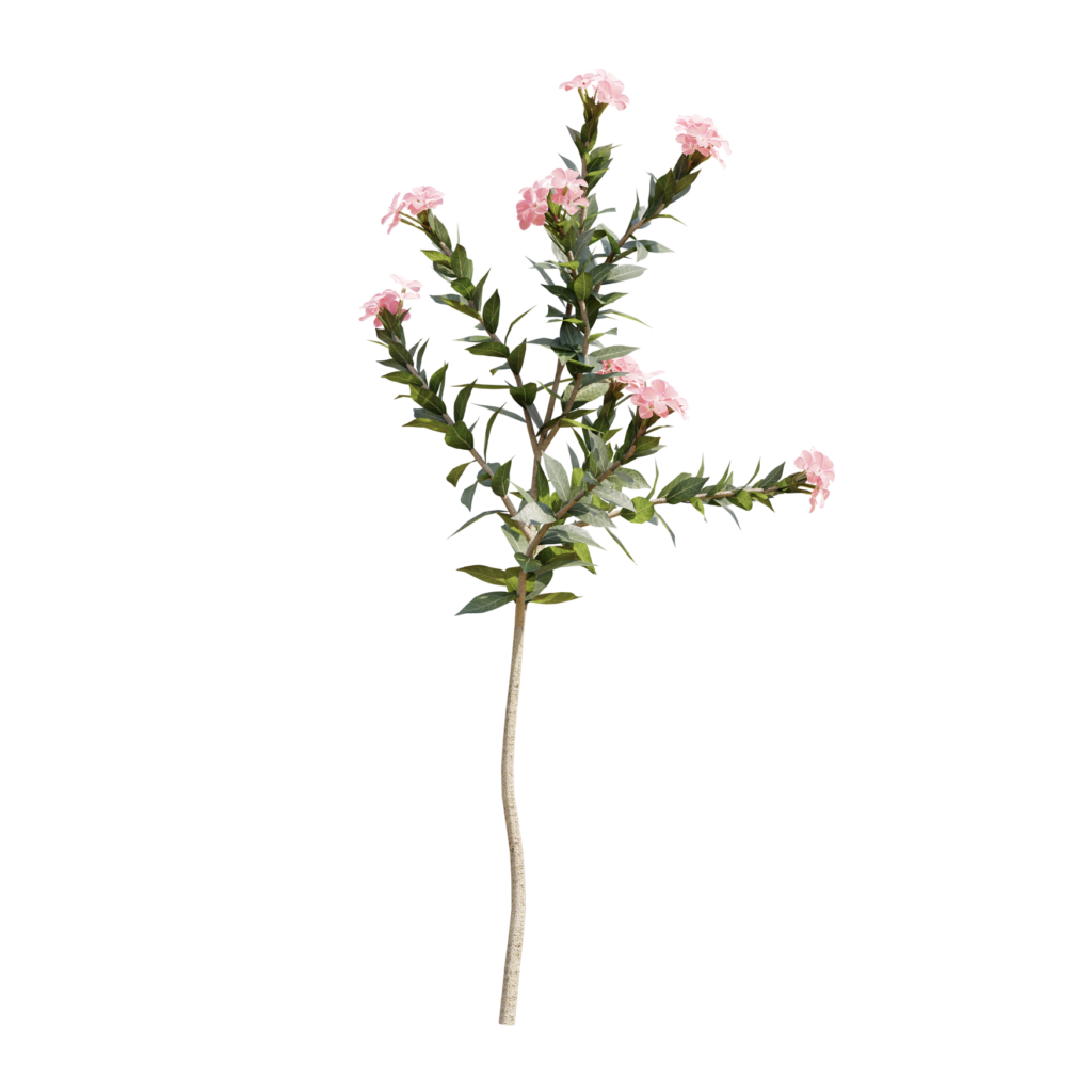 Nerium Oeander 03 3D Models for Blender • iMeshh 3D Model Library