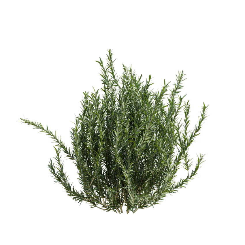 Rosemary 01 3D Models for Blender • iMeshh 3D Model Library