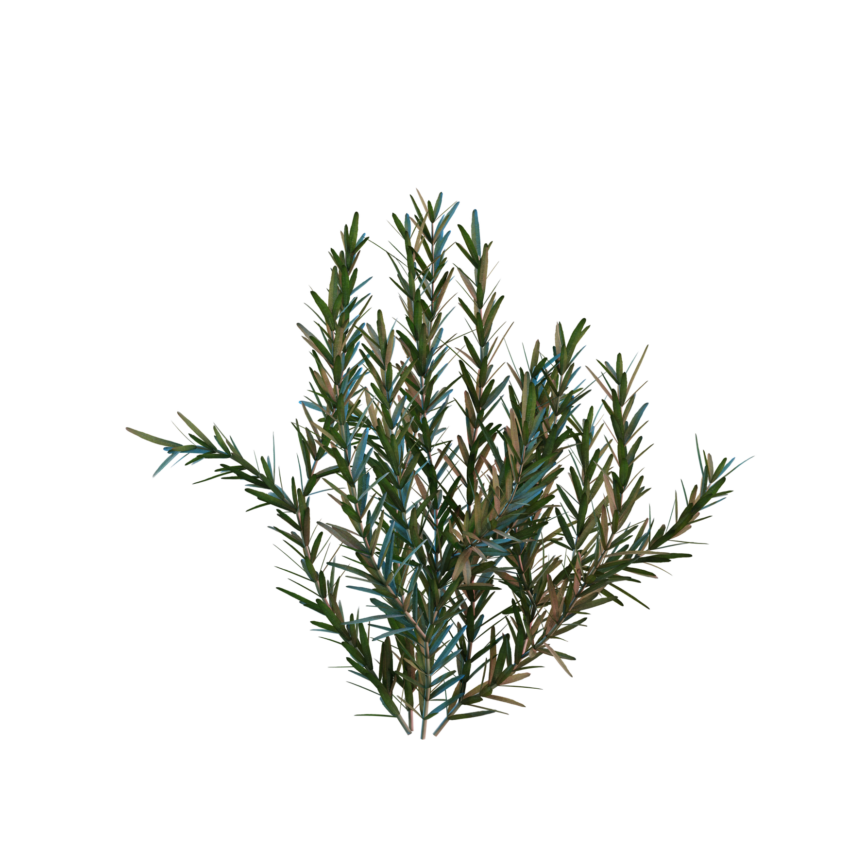 Rosemary 03 3D Models for Blender • iMeshh 3D Model Library