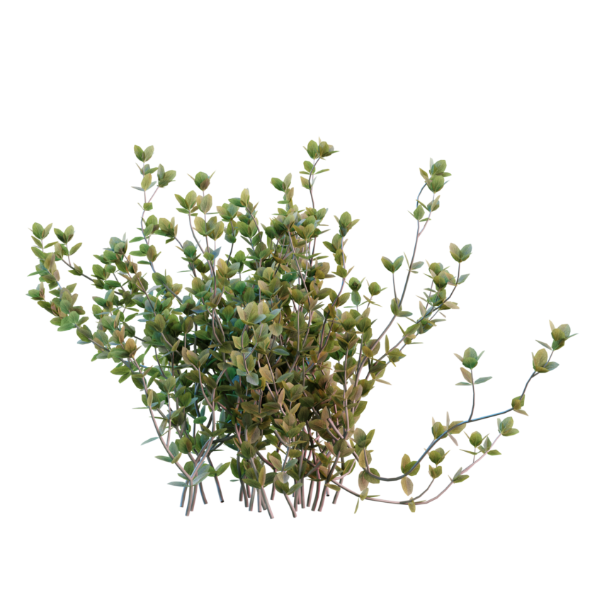 Thyme 01 3D Models for Blender • iMeshh 3D Model Library