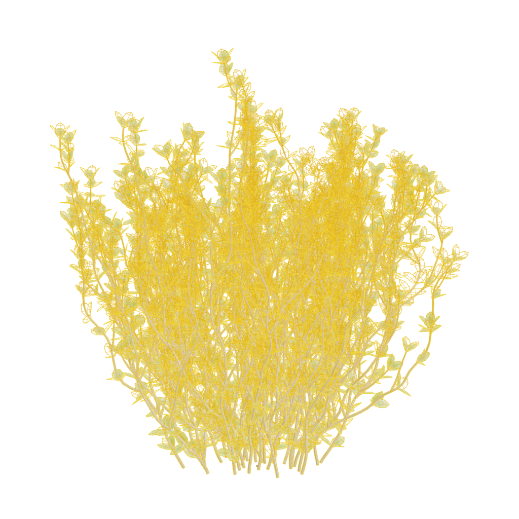 Thyme 02 3D Models for Blender • iMeshh 3D Model Library