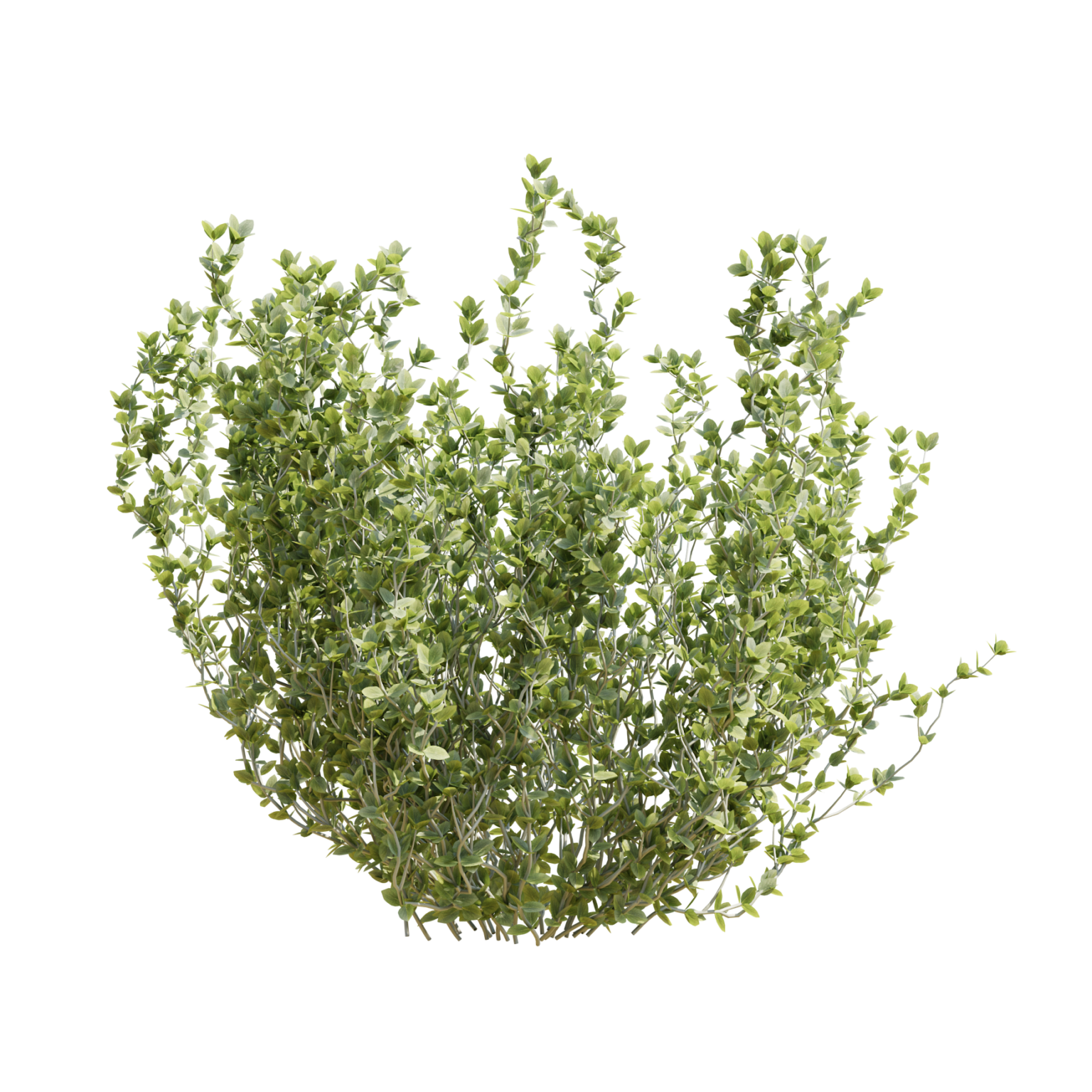 Thyme 03 3D Models for Blender • iMeshh 3D Model Library