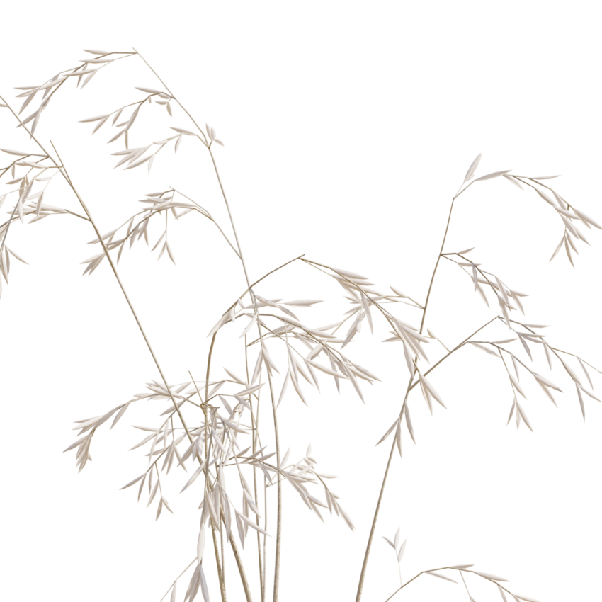 Stipa Gigantea 02 3D Models for Blender • iMeshh 3D Model Library