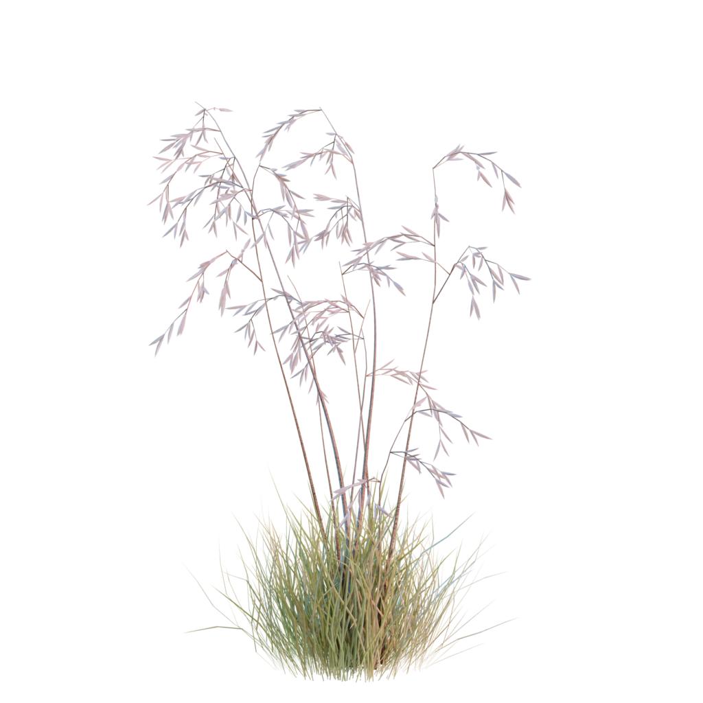 Stipa Gigantea 02 3D Models for Blender • iMeshh 3D Model Library