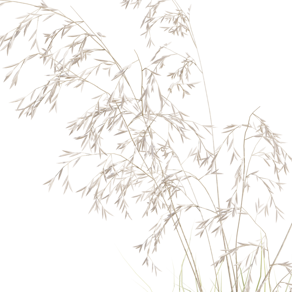 Stipa Gigantea 01 3D Models for Blender • iMeshh 3D Model Library
