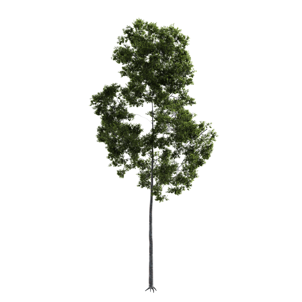 Generic Tree 11 • iMeshh - 3D Model for Blender 4.0+