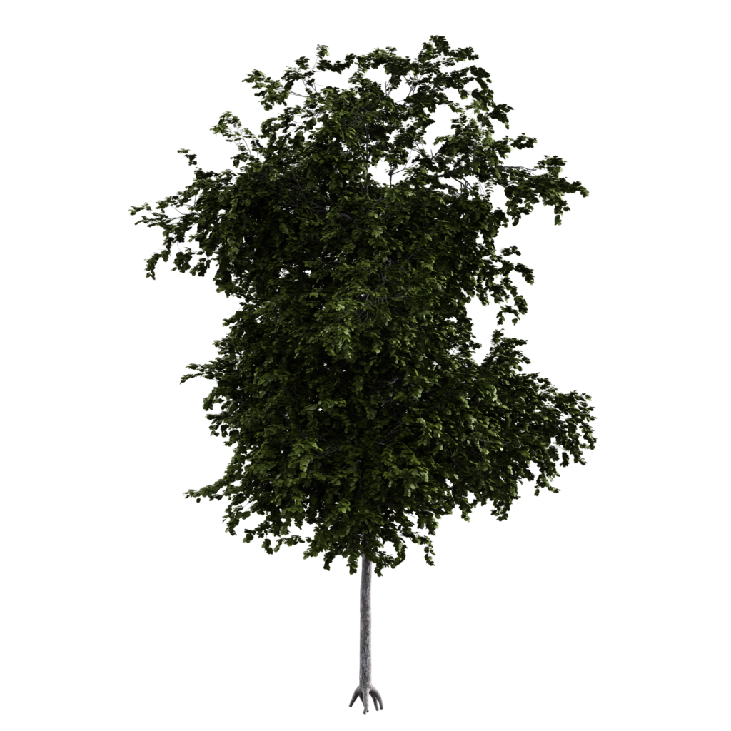 Generic Tree 14 • iMeshh - 3D Model for Blender 4.0+