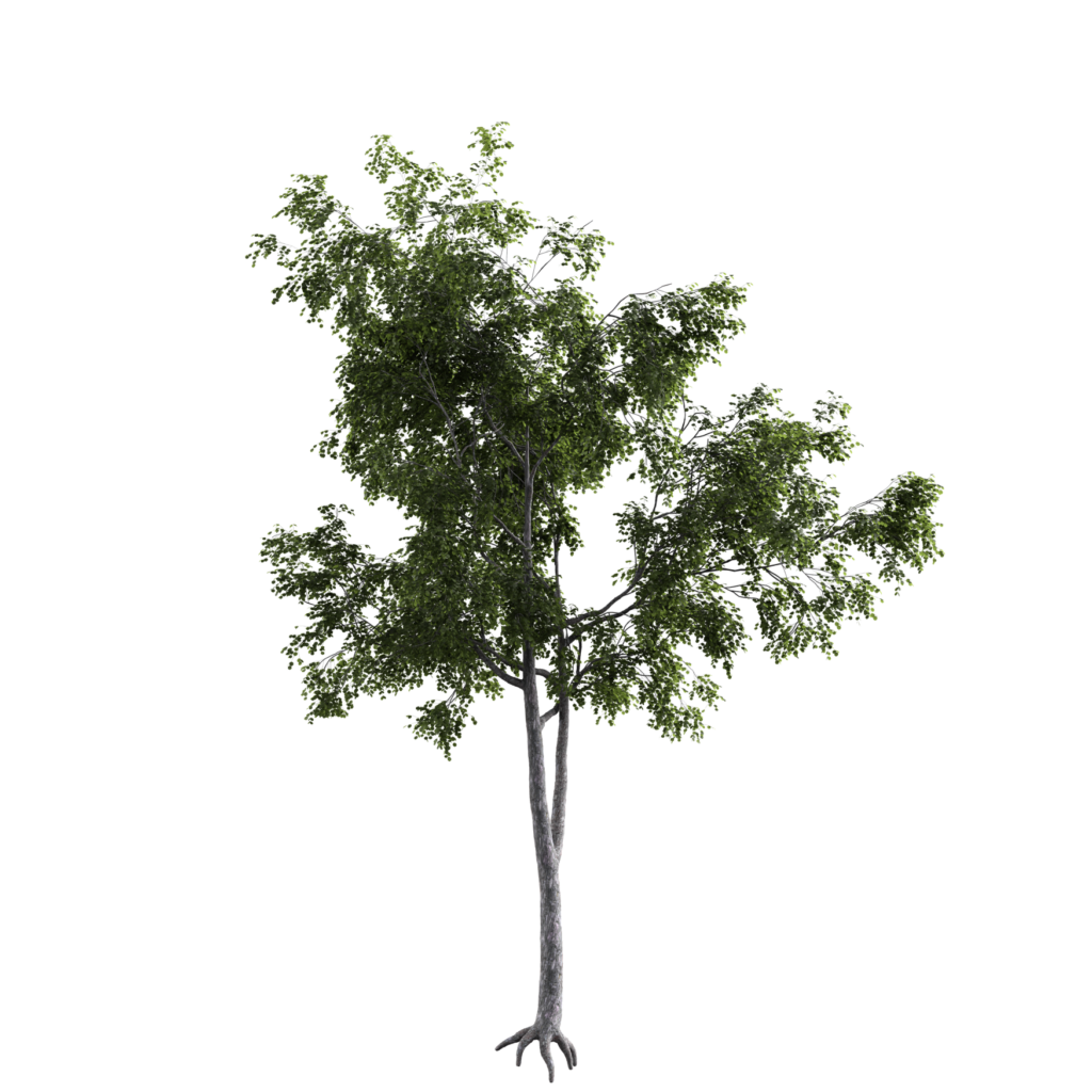 Generic Tree 17 • iMeshh - 3D Model for Blender 4.0+