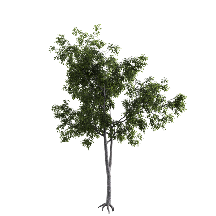 Generic Tree 17 • iMeshh - 3D Model for Blender 4.0+