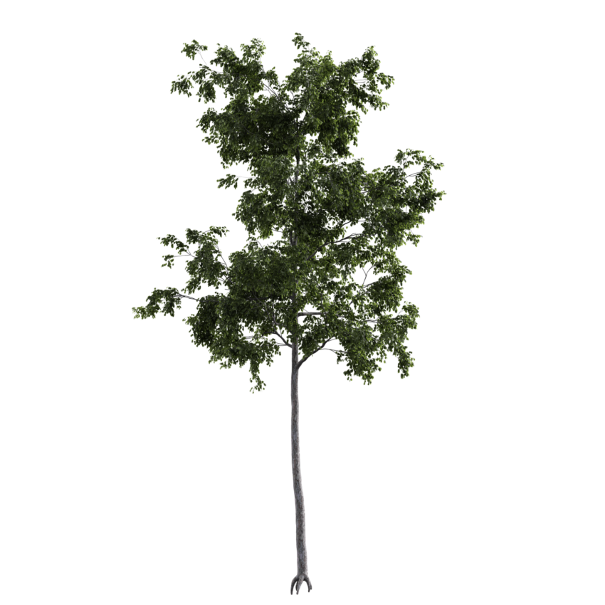 Generic Tree 18 • iMeshh - 3D Model for Blender 4.0+