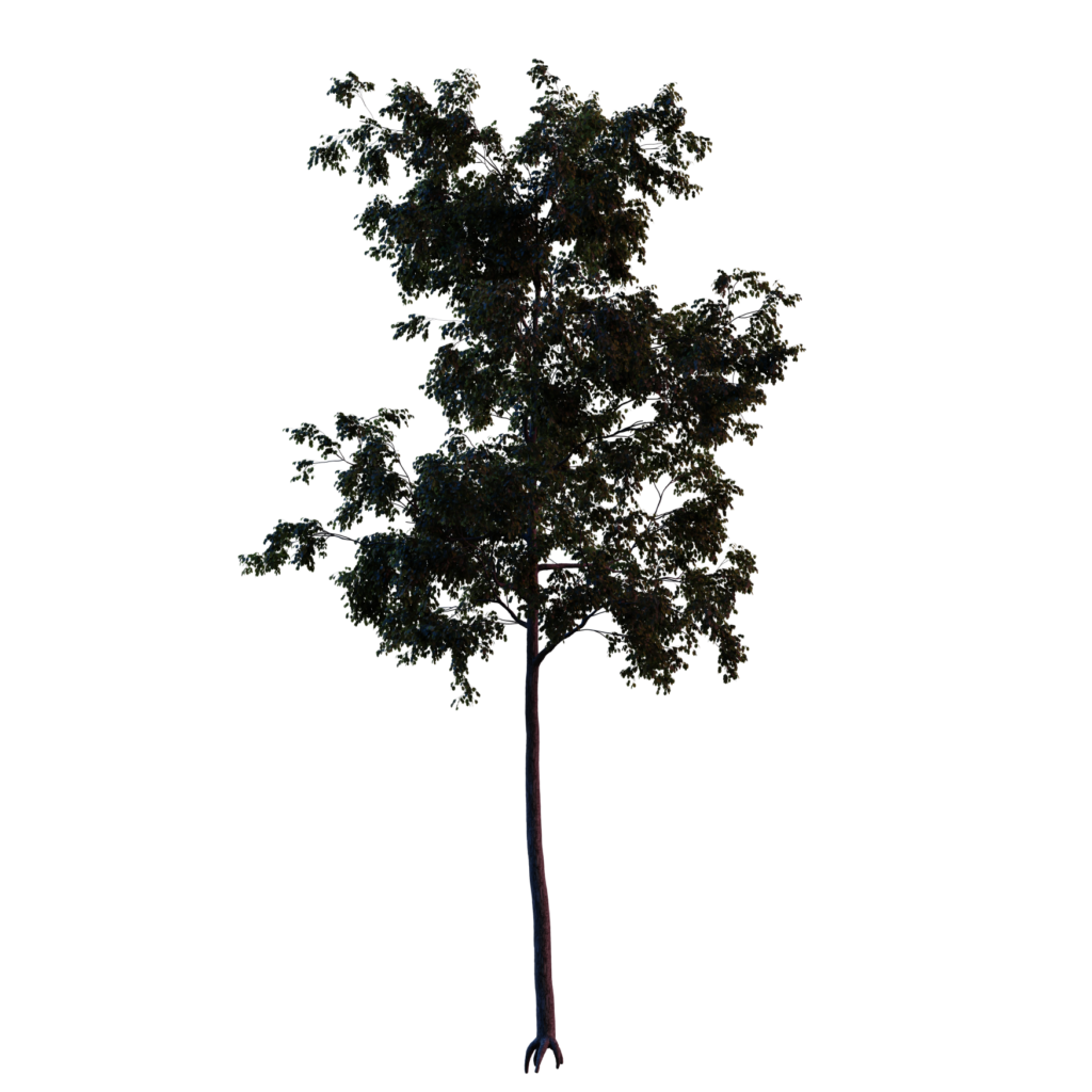 Generic Tree 18 • iMeshh - 3D Model for Blender 4.0+