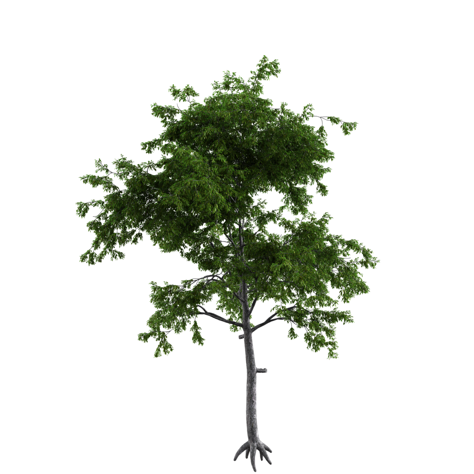 Generic Tree 02 • iMeshh - 3D Model for Blender 4.0+
