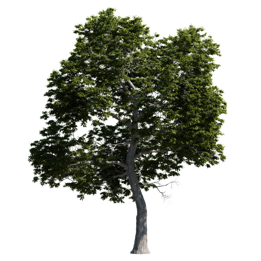Red Hickory Tree 01 • iMeshh - 3D Model for Blender 4.0+