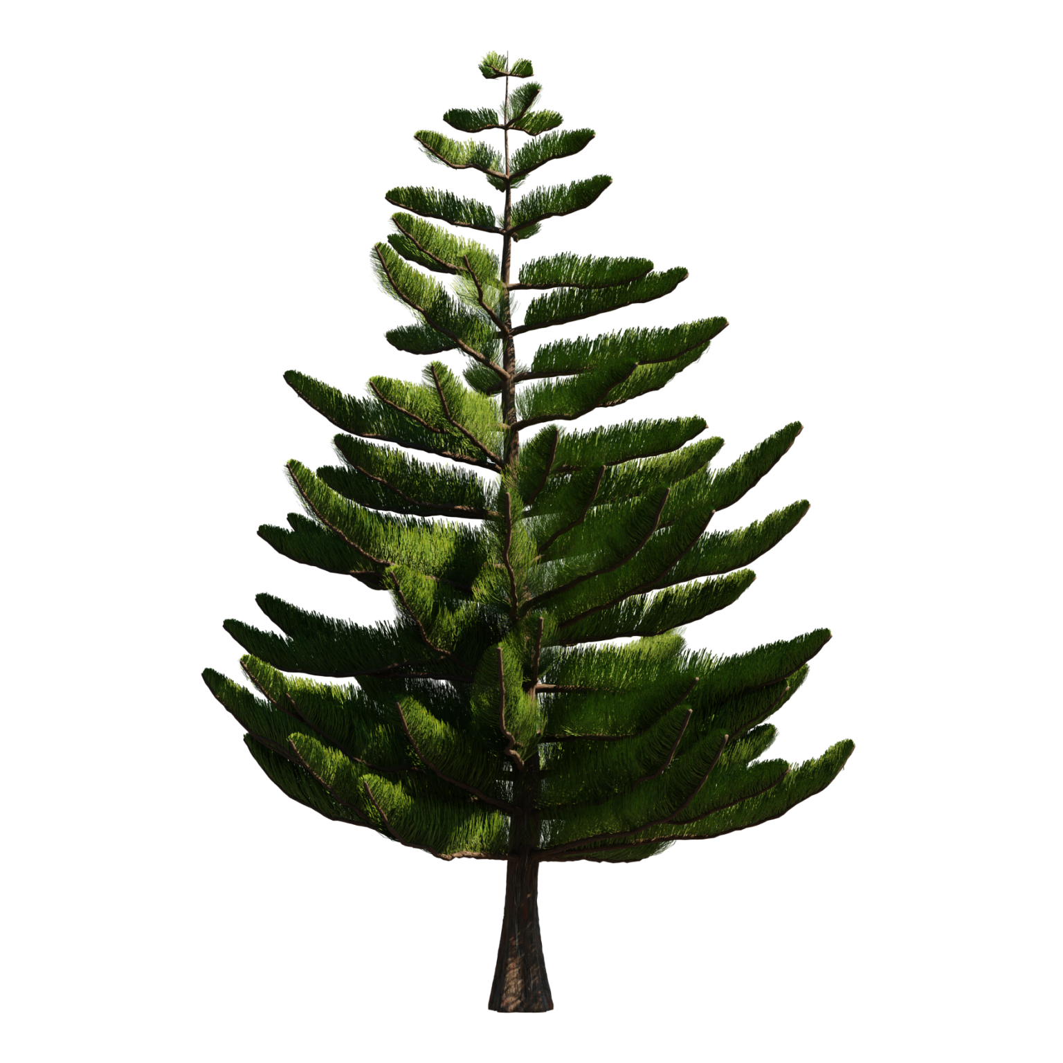 Norfolk Pine Tree 01 • iMeshh - 3D Model for Blender 4.0+
