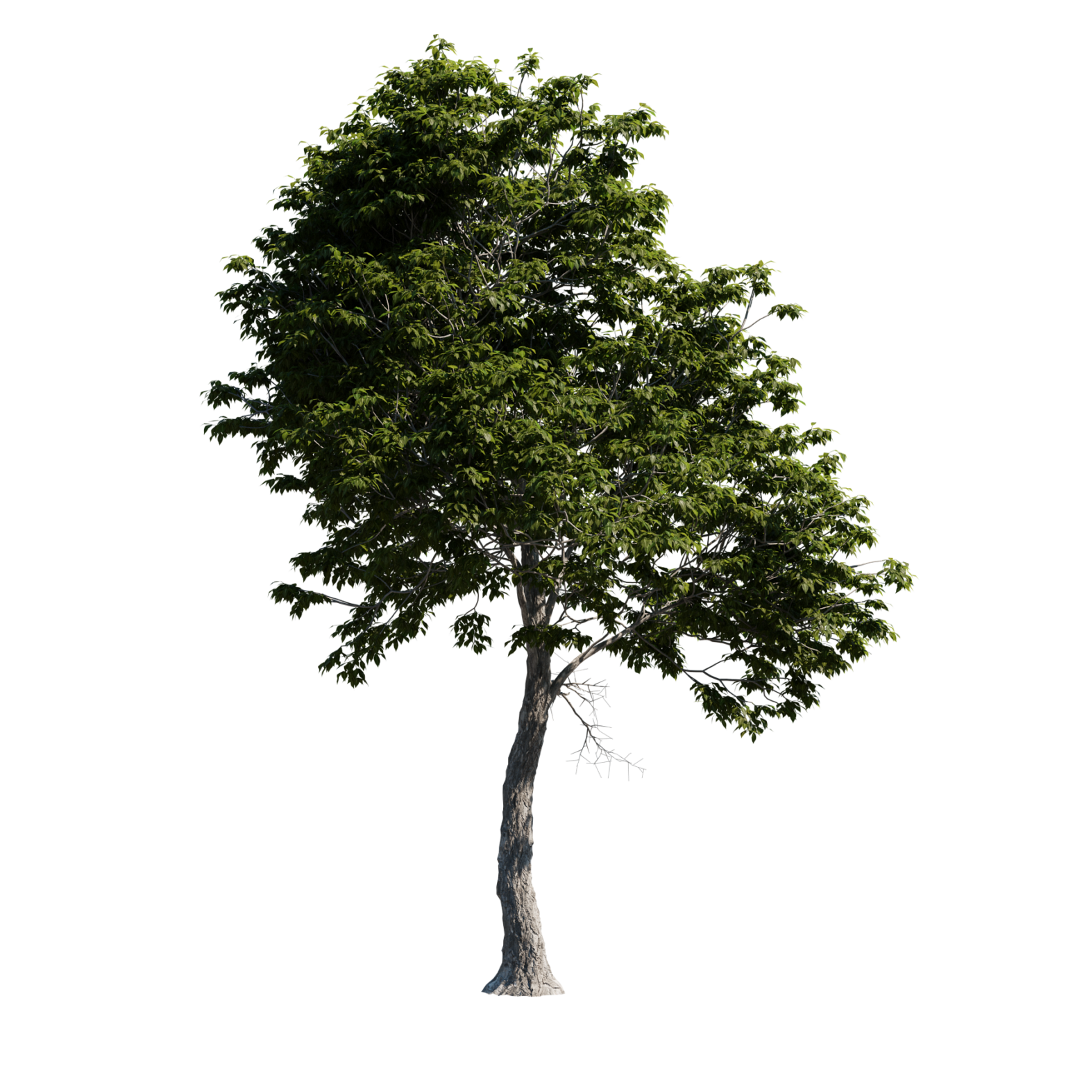 Red Hickory Tree 02 • iMeshh - 3D Model for Blender 4.0+