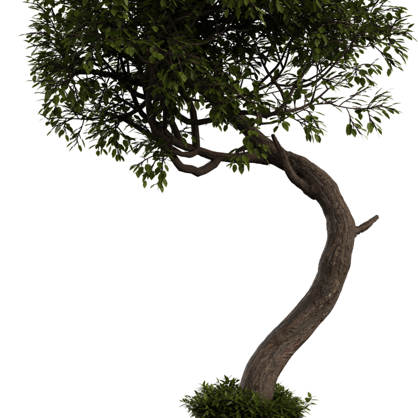 Curved Indoor Floor Tree 03 • iMeshh - 3D Model for Blender 4.0+