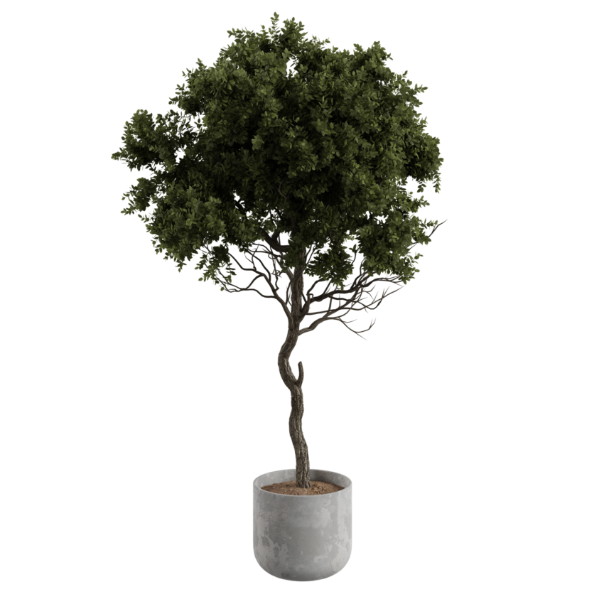 Generic Indoor Floor Tree 01 • iMeshh - 3D Model for Blender 4.0+