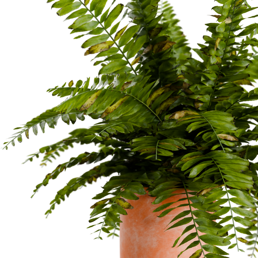 Sword Fern 01 • iMeshh - 3D Model for Blender 4.0+